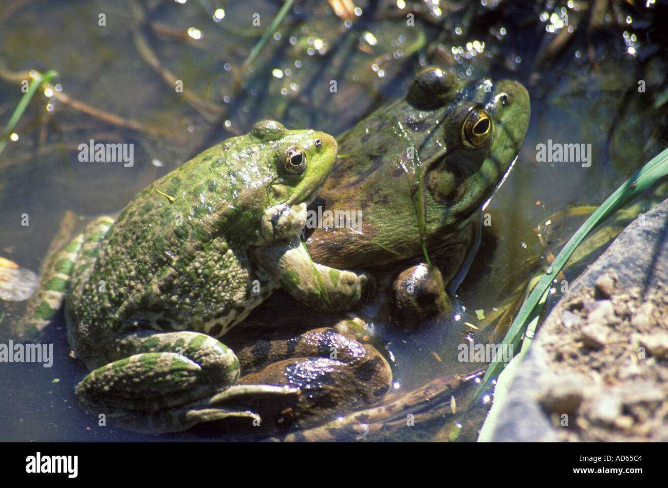 Frogs in love Stock Photo - Alamy