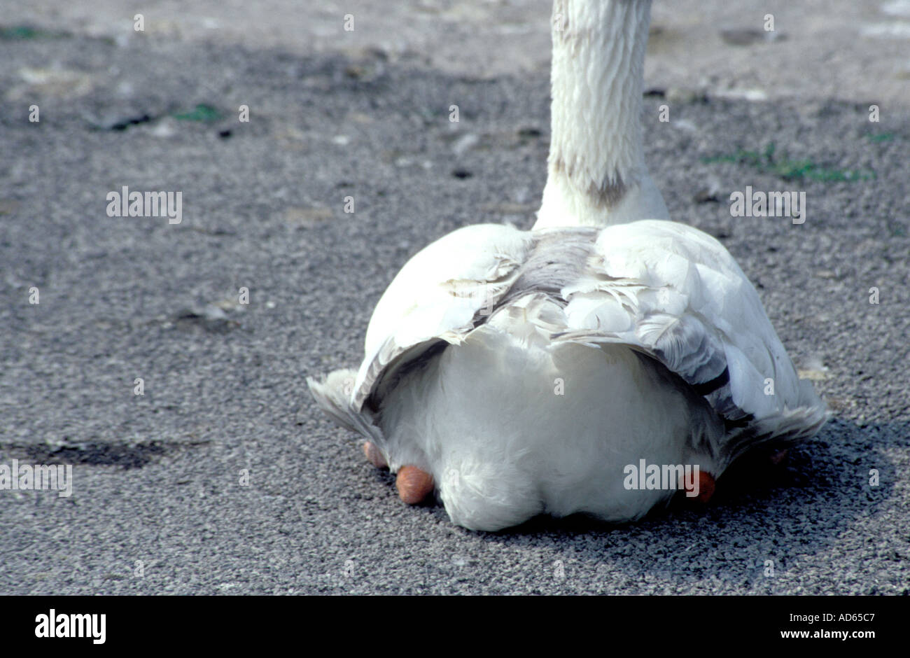 Sitting goose from behind Stock Photo - Alamy