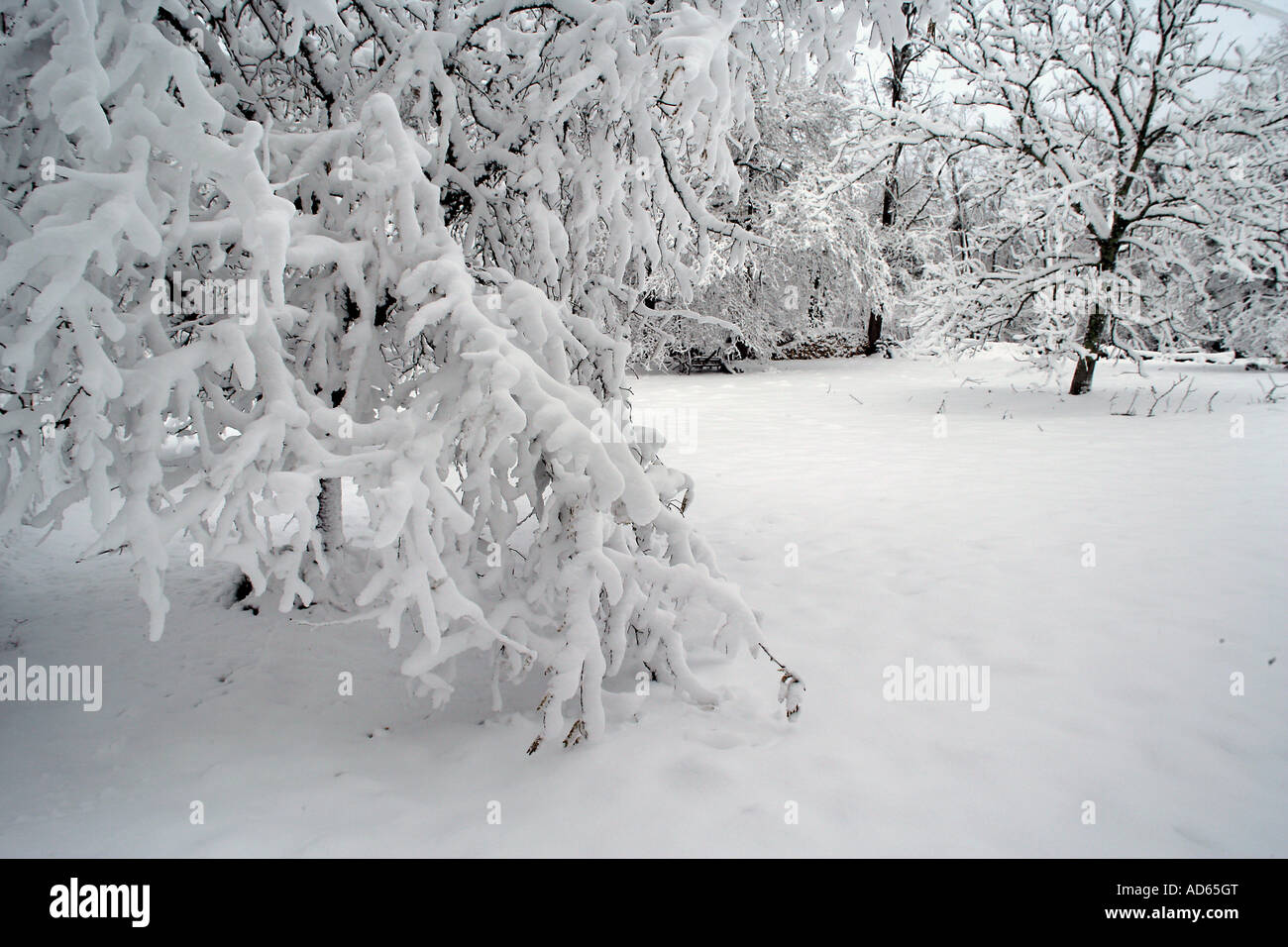 white trees of snow Stock Photo - Alamy