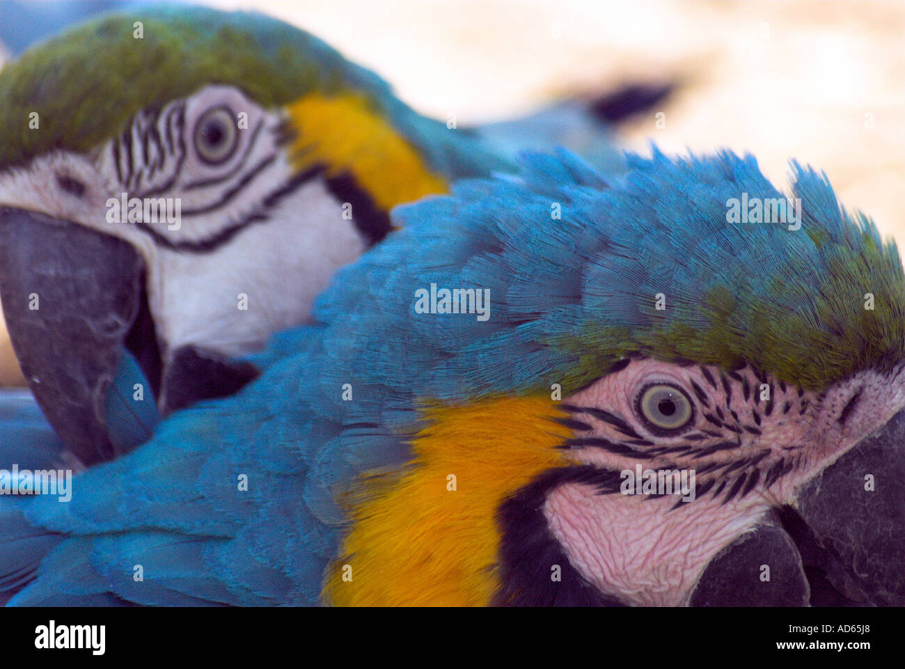 Peru amazon rainforest macaws hi-res stock photography and images - Alamy