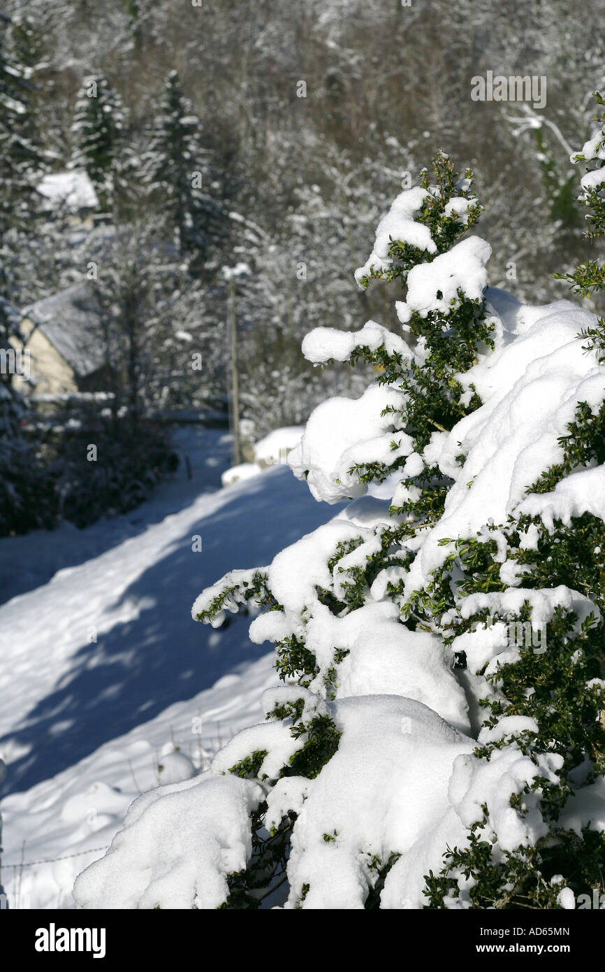white trees of snow Stock Photo - Alamy