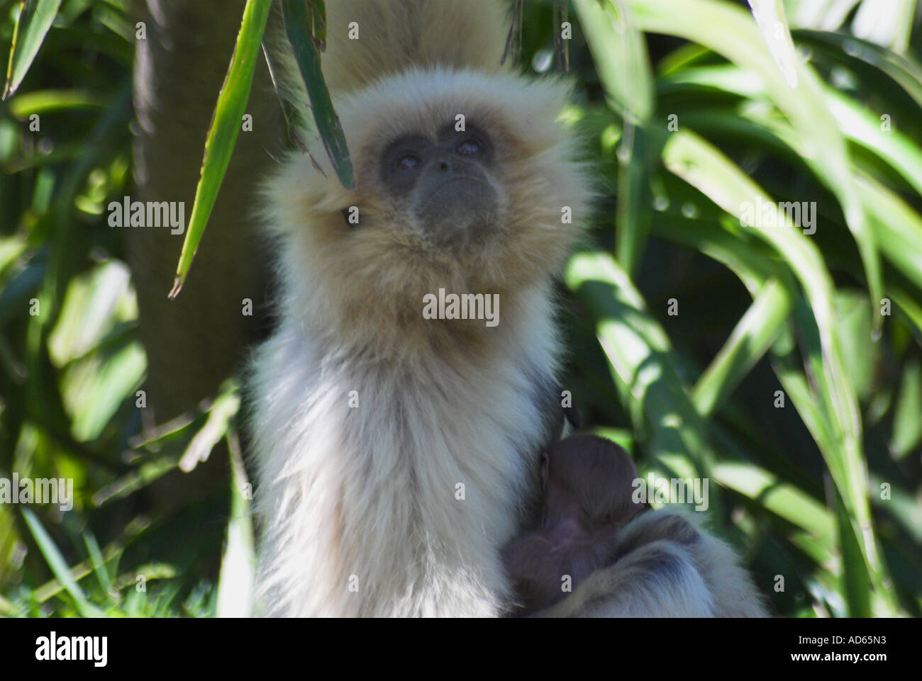Common gibbon mother and baby Stock Photo - Alamy
