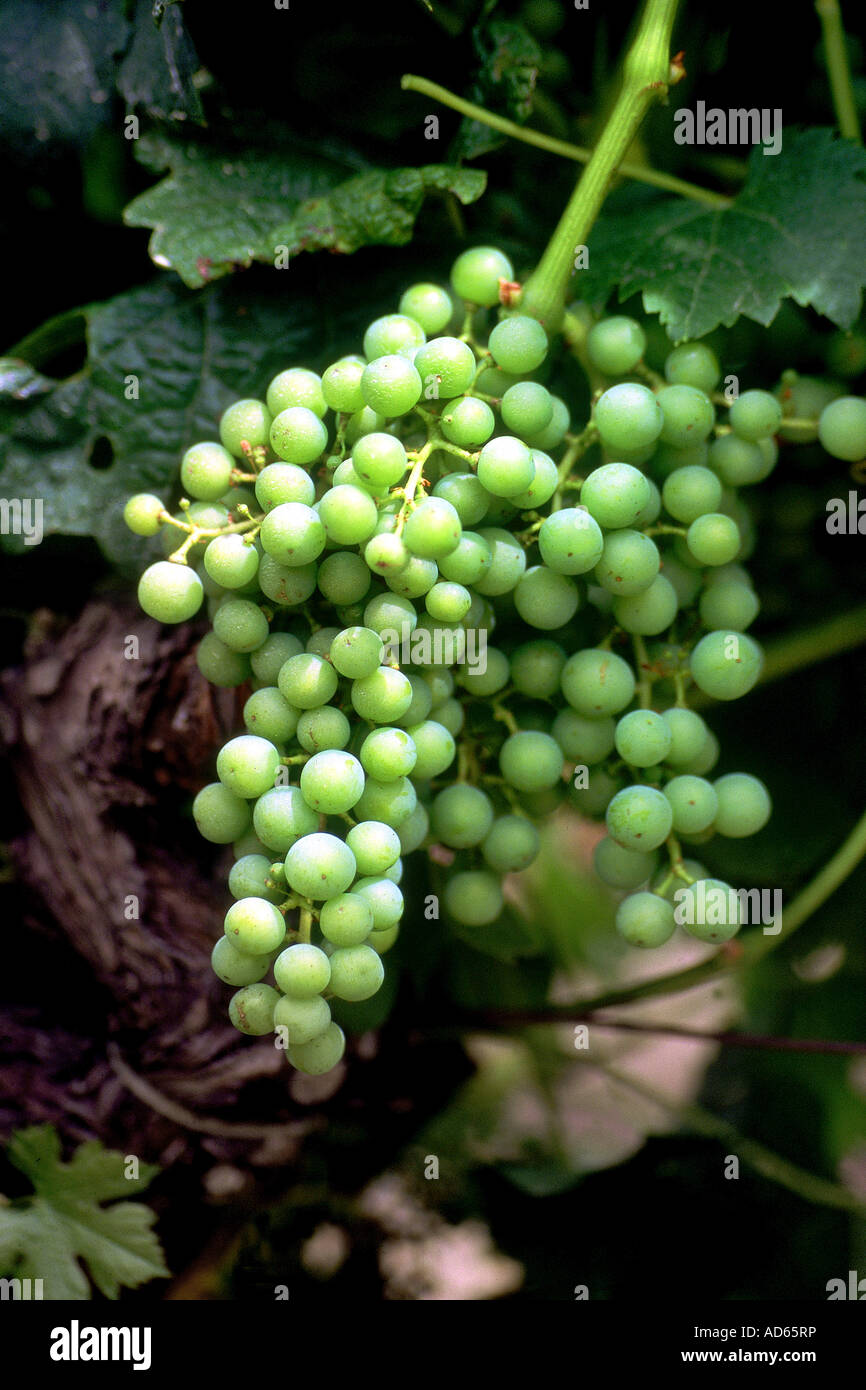 not yet mature bunch of grapes Stock Photo - Alamy