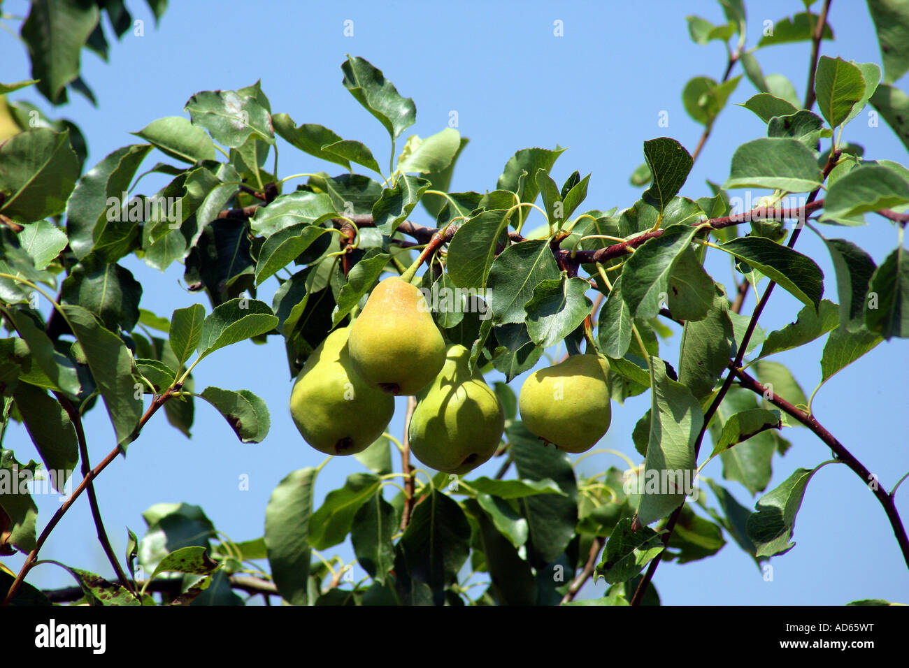 Peer tree hi-res stock photography and images - Alamy