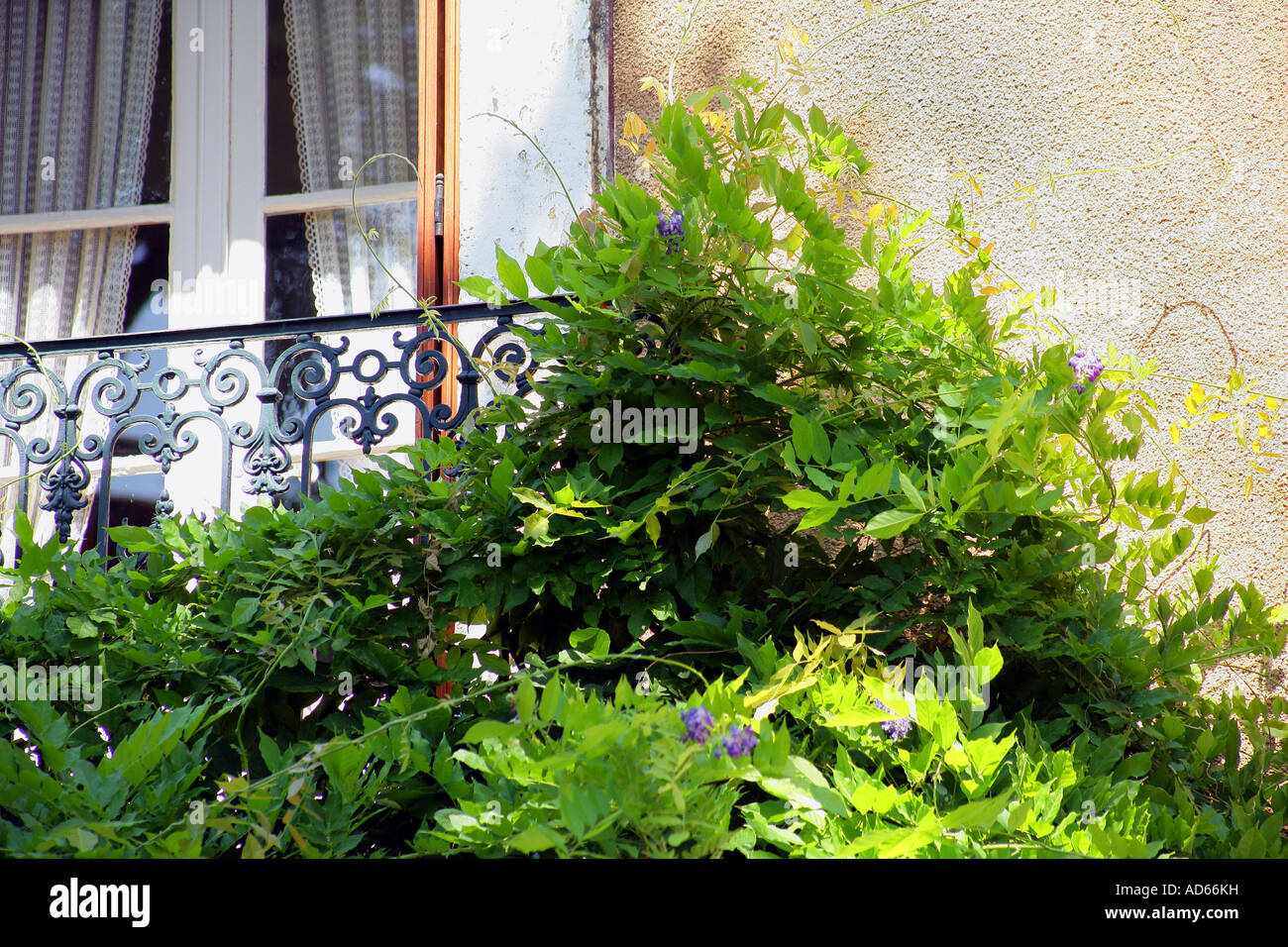 glass window with foliage Stock Photo - Alamy