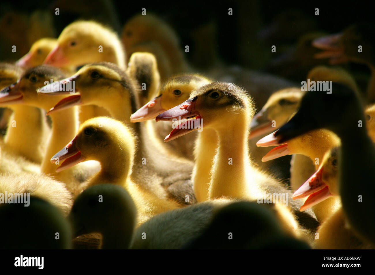 ducklings breeding, side view Stock Photo - Alamy