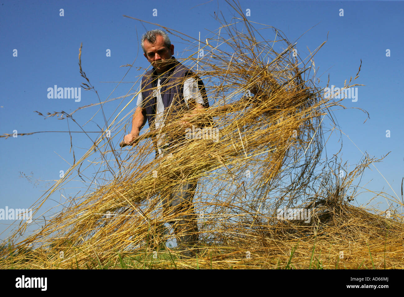 farmer standing up gathering hay and blue sky Stock Photo - Alamy