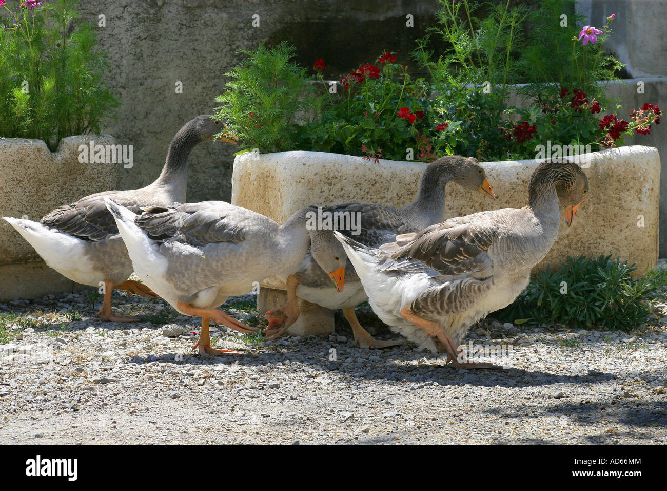 walking gooses, side view Stock Photo - Alamy