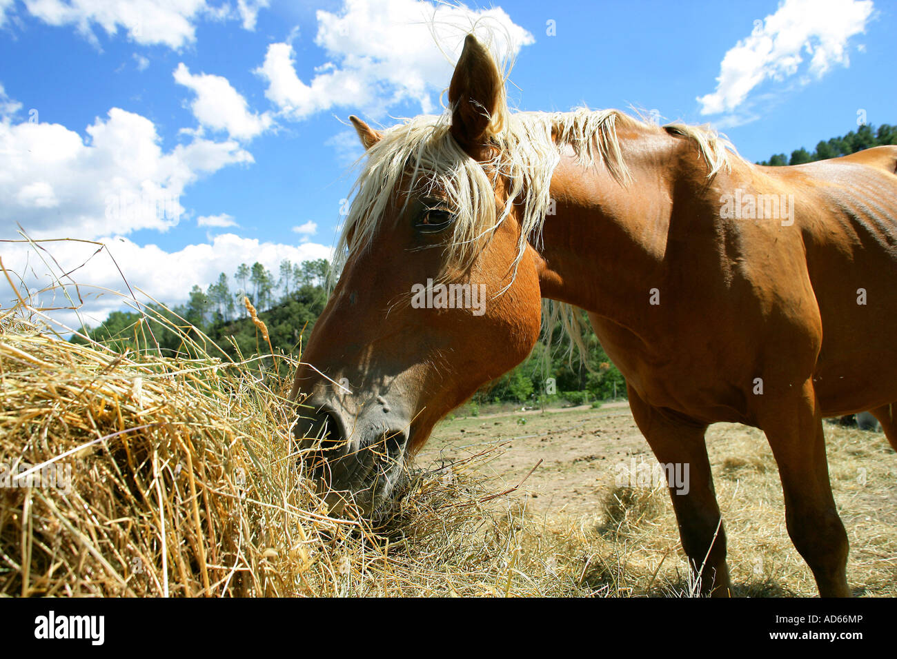 horse eating hay Stock Photo - Alamy