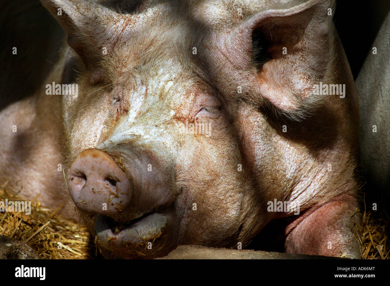 pork, front view Stock Photo - Alamy
