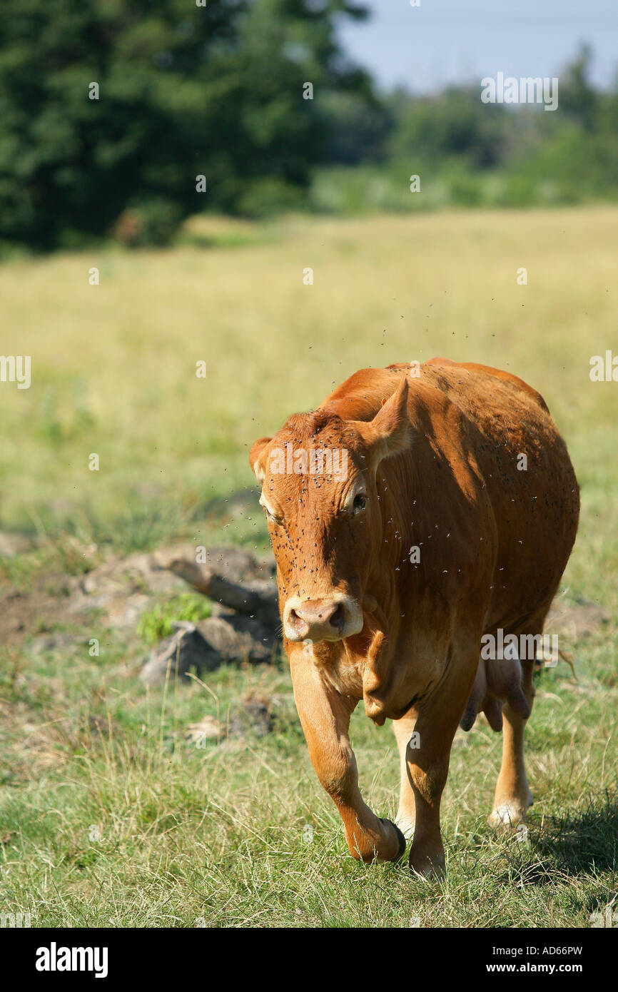 cow walking, front view Stock Photo - Alamy