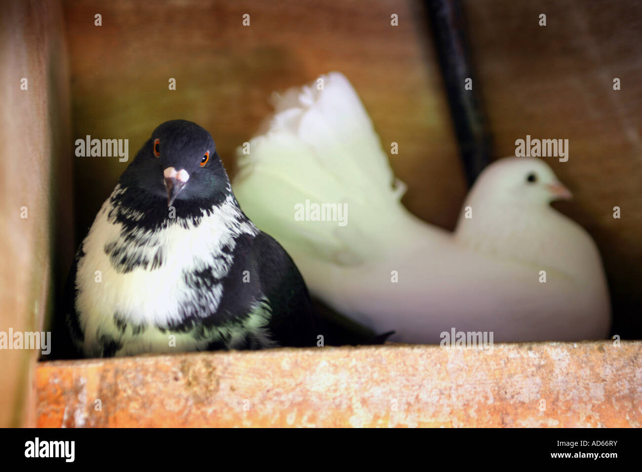 doves in a pigeons house, front and side view Stock Photo - Alamy