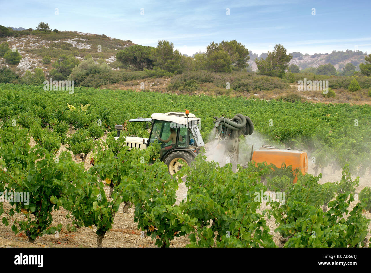 vineyard and farmer watering vines Stock Photo - Alamy