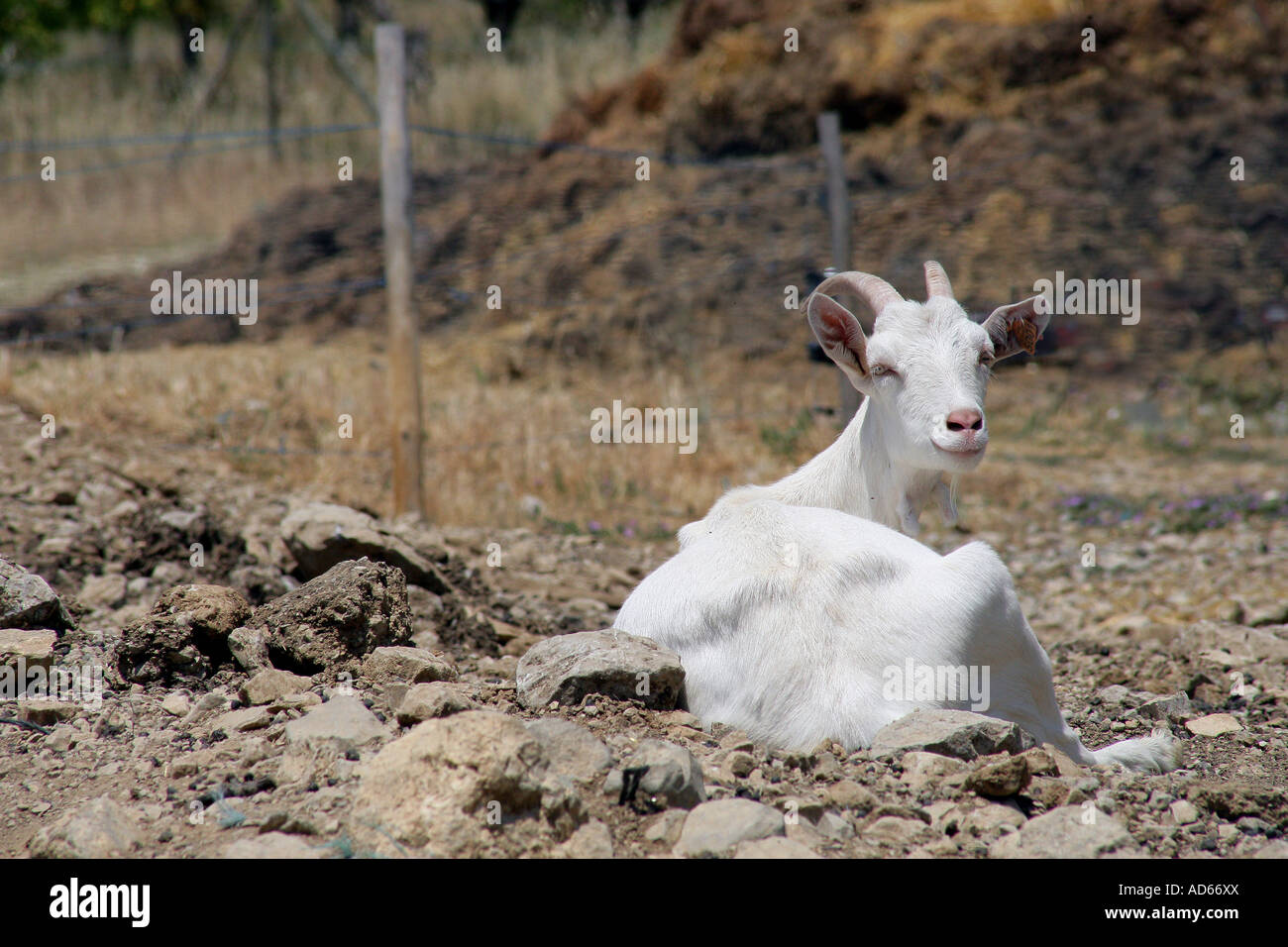 goat laying on the ground Stock Photo - Alamy