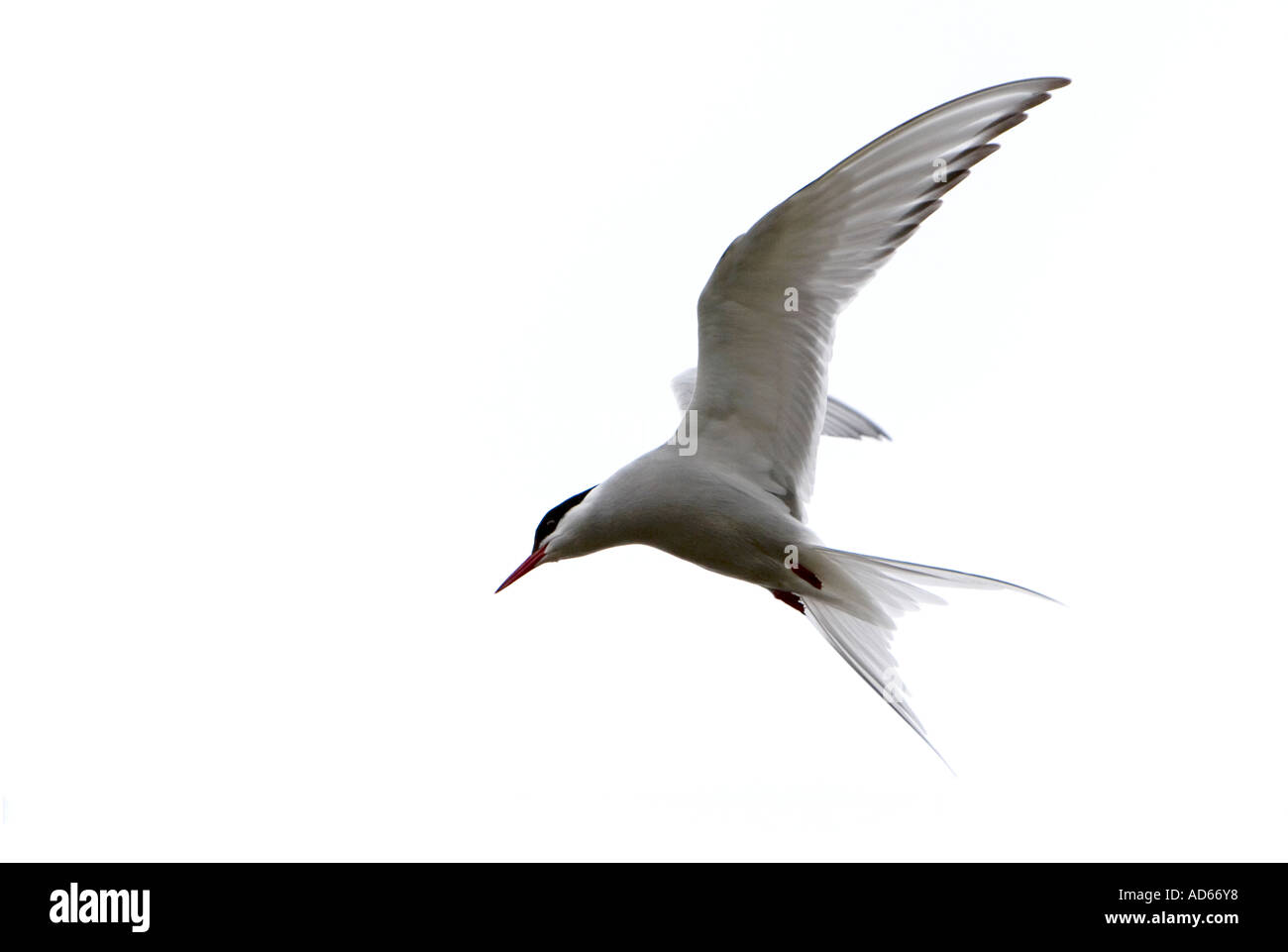 Long winged terns hi-res stock photography and images - Alamy