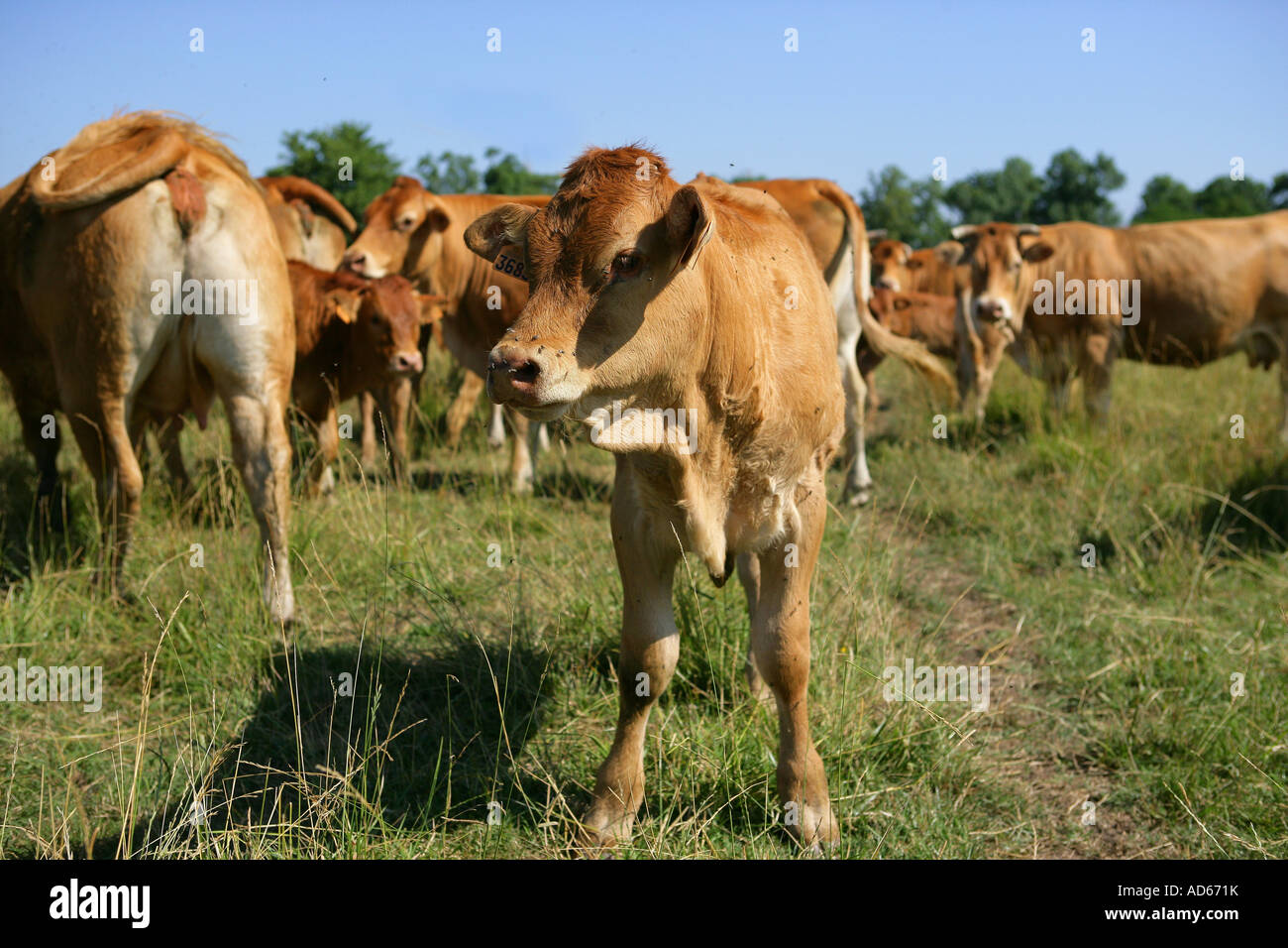 flock of cows, front view Stock Photo - Alamy
