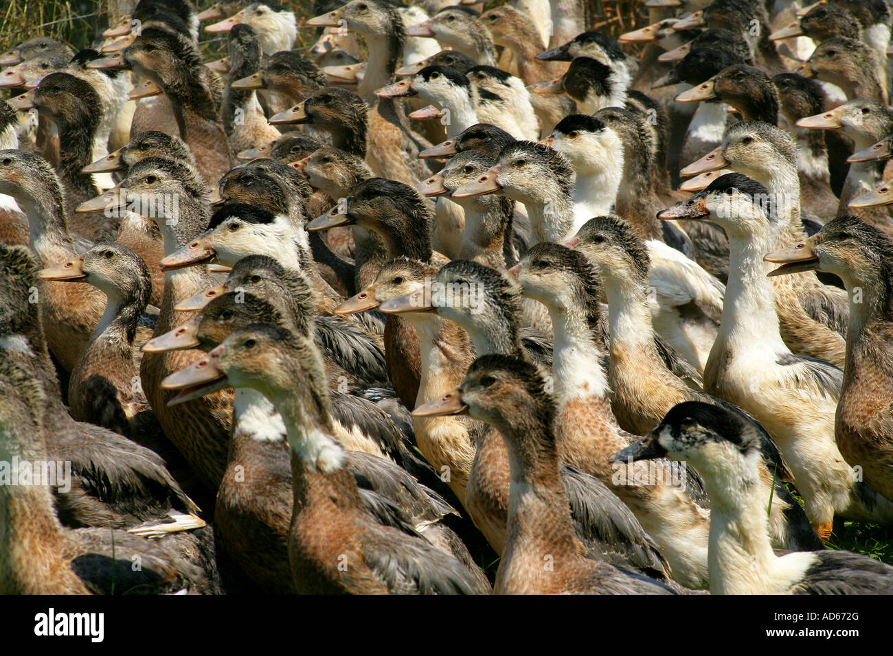 ducks breeding walking Stock Photo - Alamy