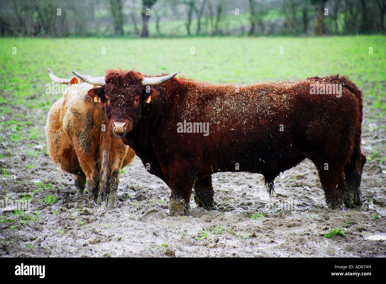 bovines breeding in a yard, front view Stock Photo - Alamy