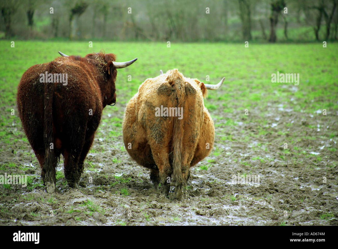 bovines breeding in a yard, back view Stock Photo - Alamy