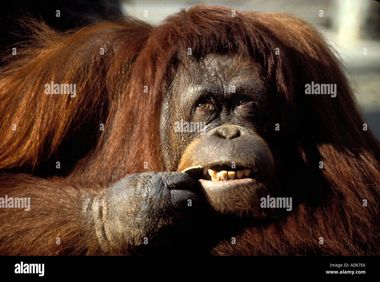 Orangutan Teeth Stock Photo Of Bornean Orangutan (Pongo Pygmaeus