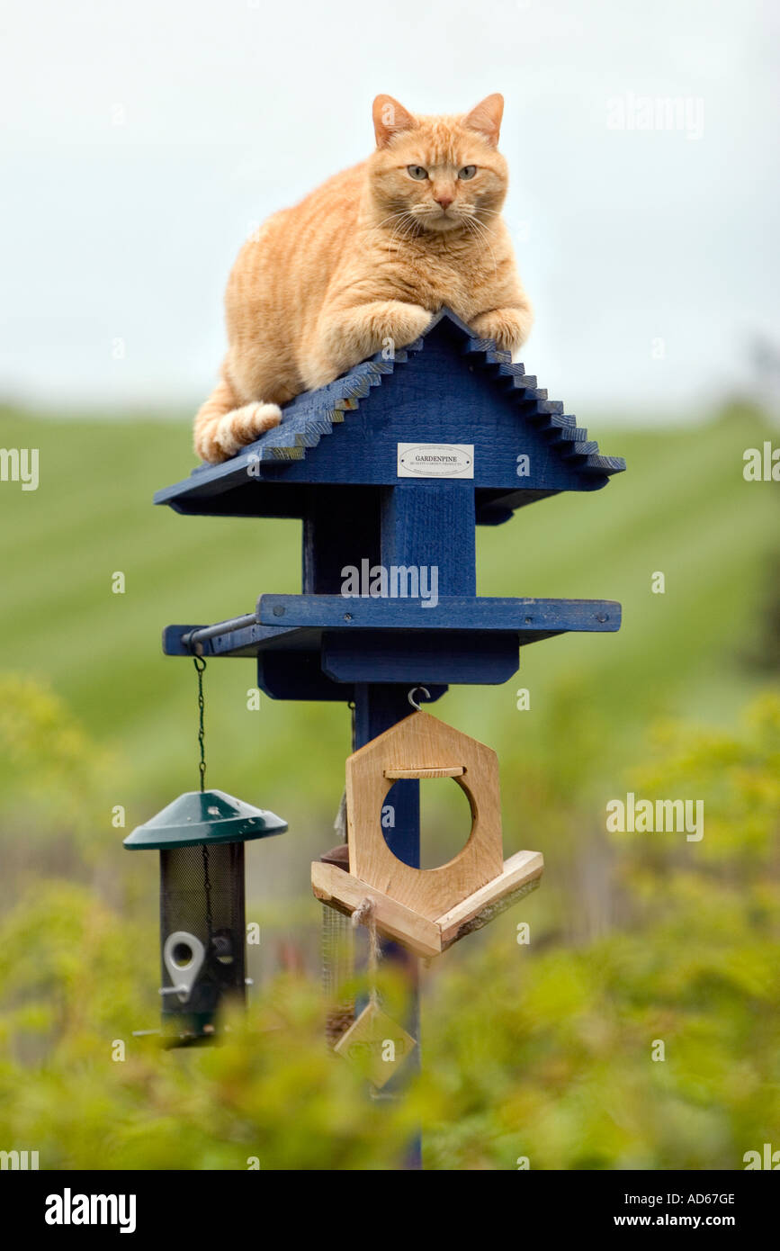 Ginger cat sitting on top of a bird table. UK Stock Photo - Alamy
