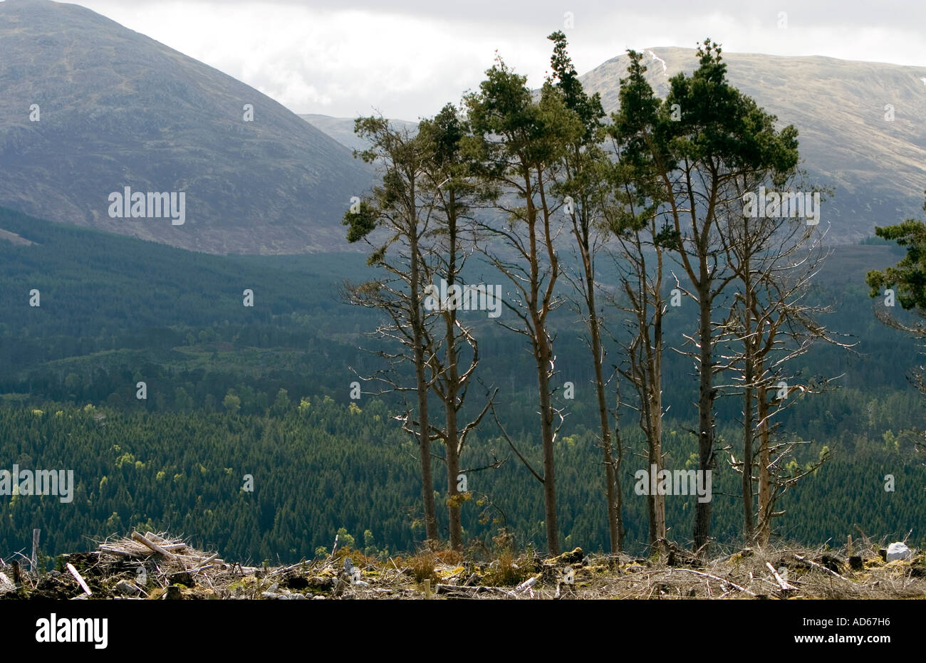 Cut pine forest, Scottish Highlands. Scotland Stock Photo - Alamy