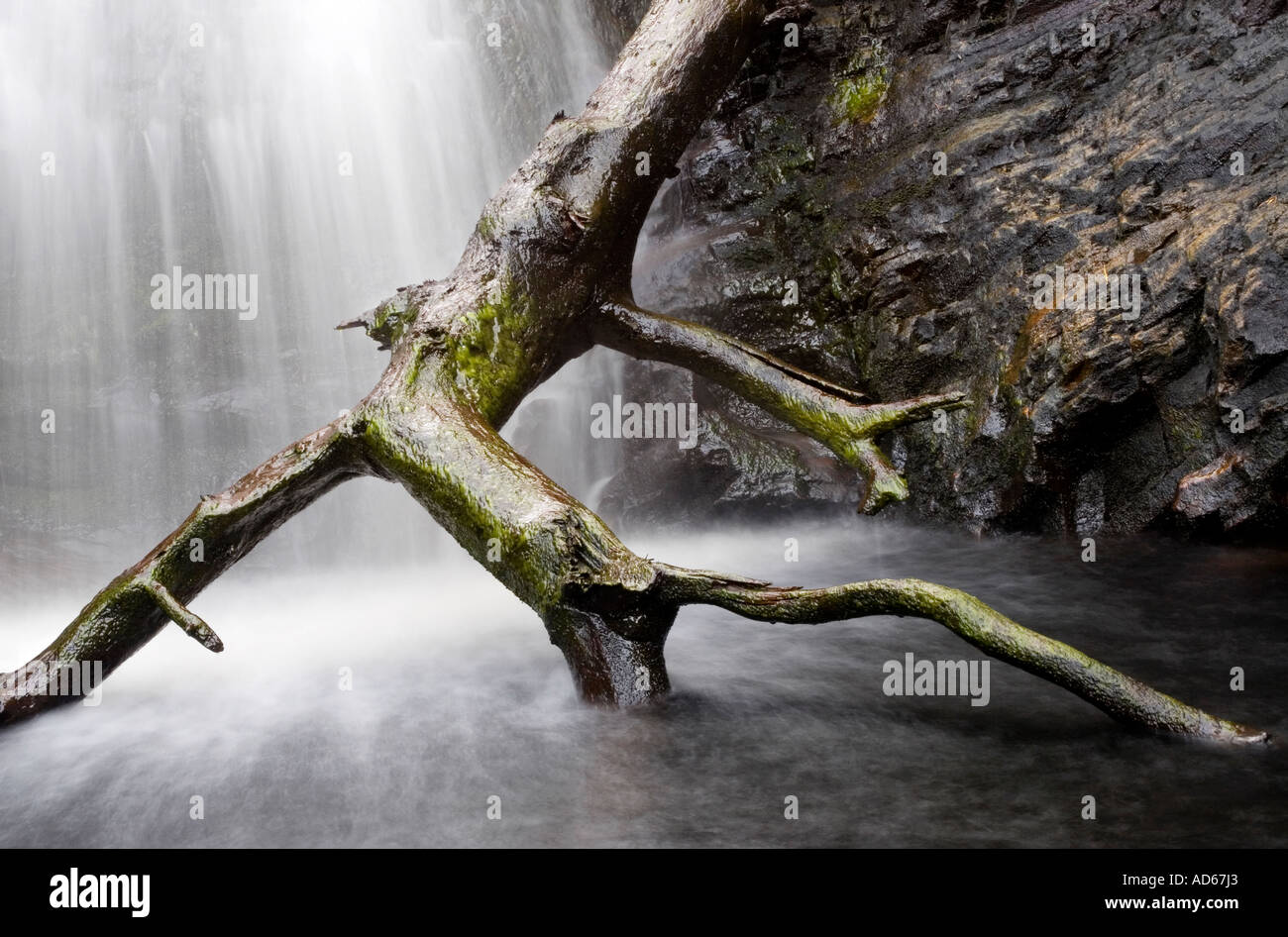 Fallen tree stump in waterfall pool. Strathconon, Muir of Ord, Scotland ...