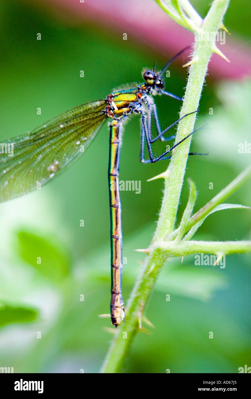 Female damselfly wings hi-res stock photography and images - Alamy