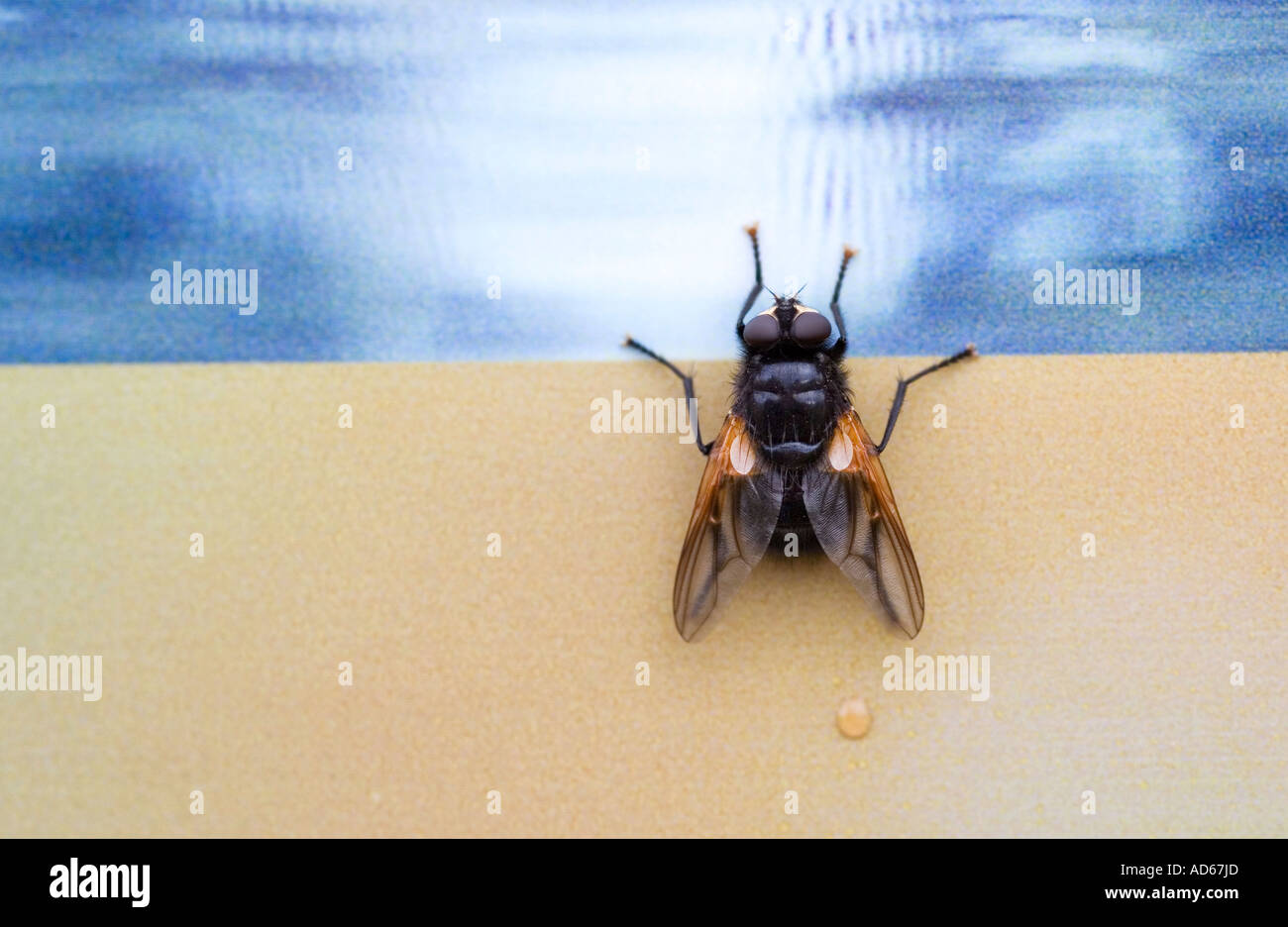 Insects poster hi-res stock photography and images - Alamy