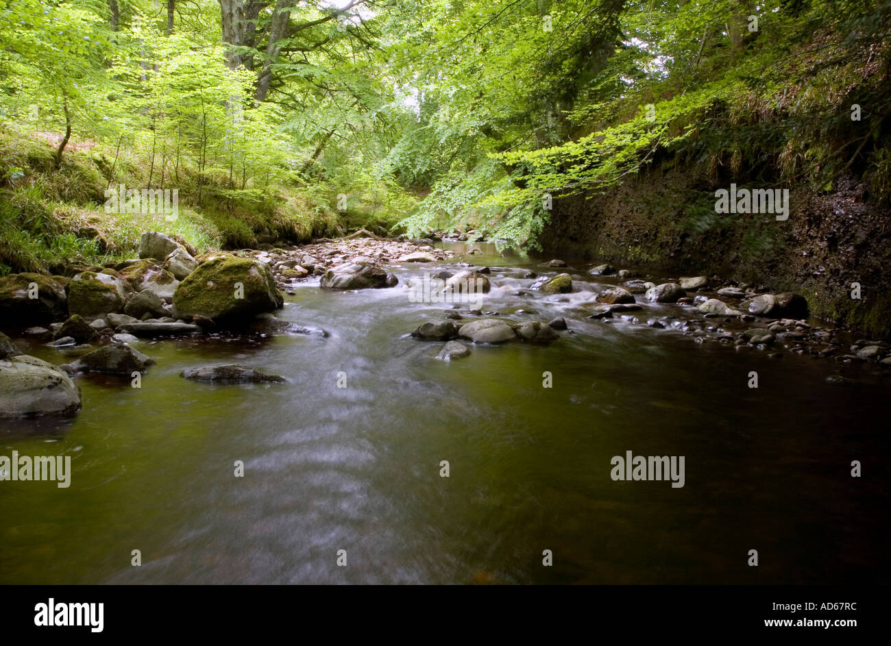 Scottish stream under trees. Cawdor woods, Nairnshire, Scotland Stock ...