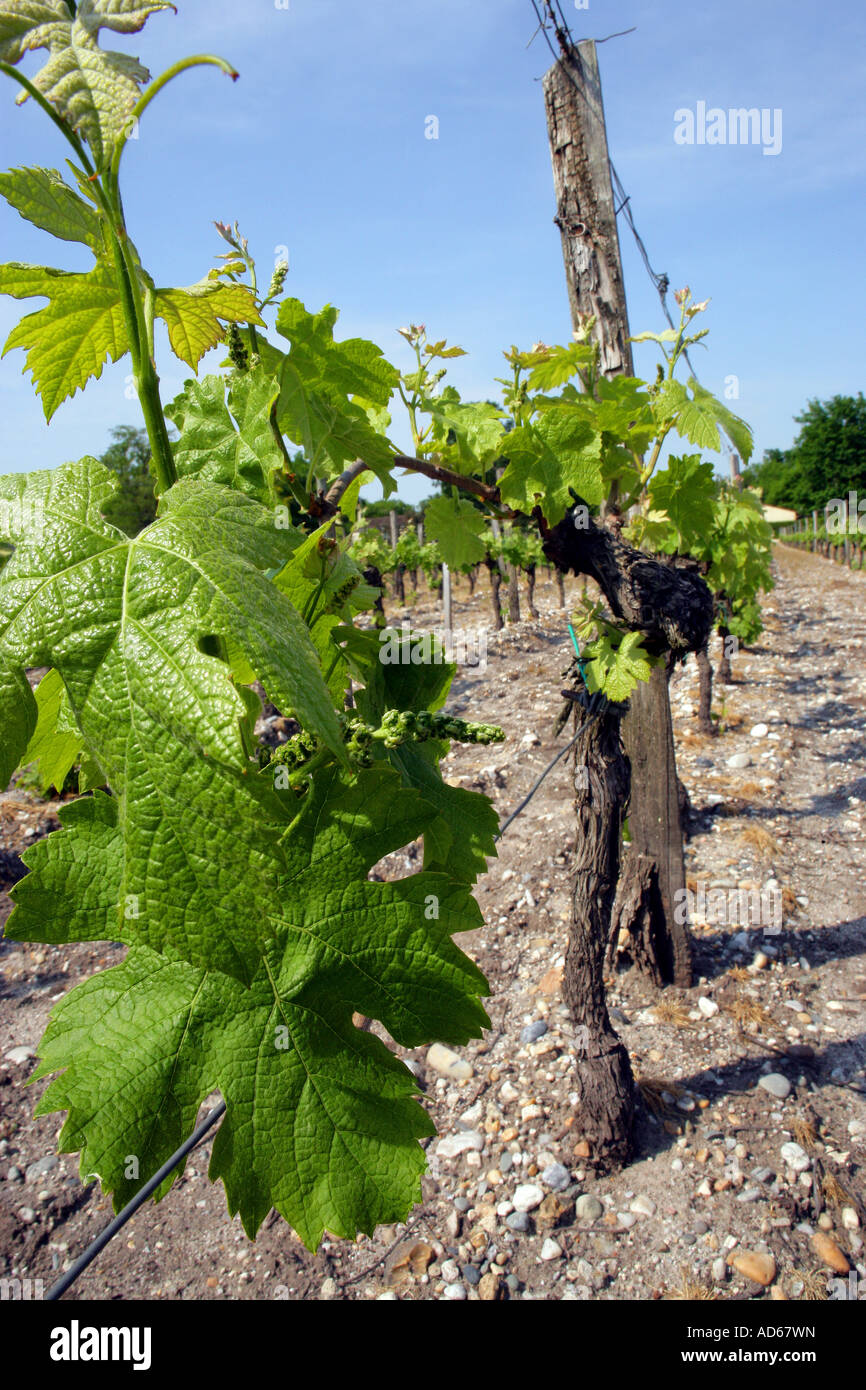 vine stocks and blue sky Stock Photo - Alamy
