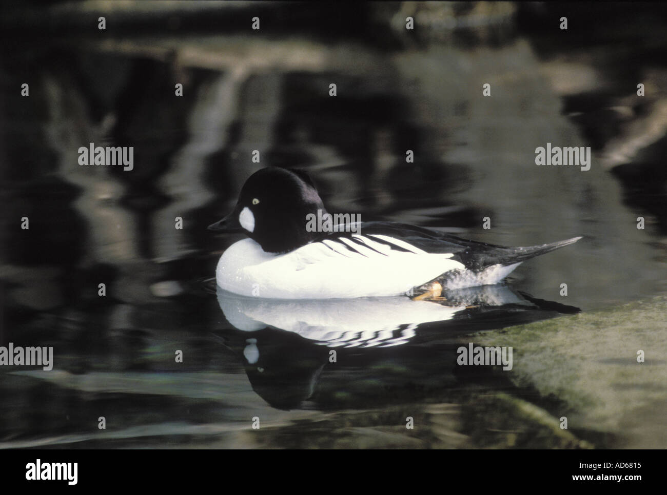 Male goldeneye duck in pond Stock Photo - Alamy