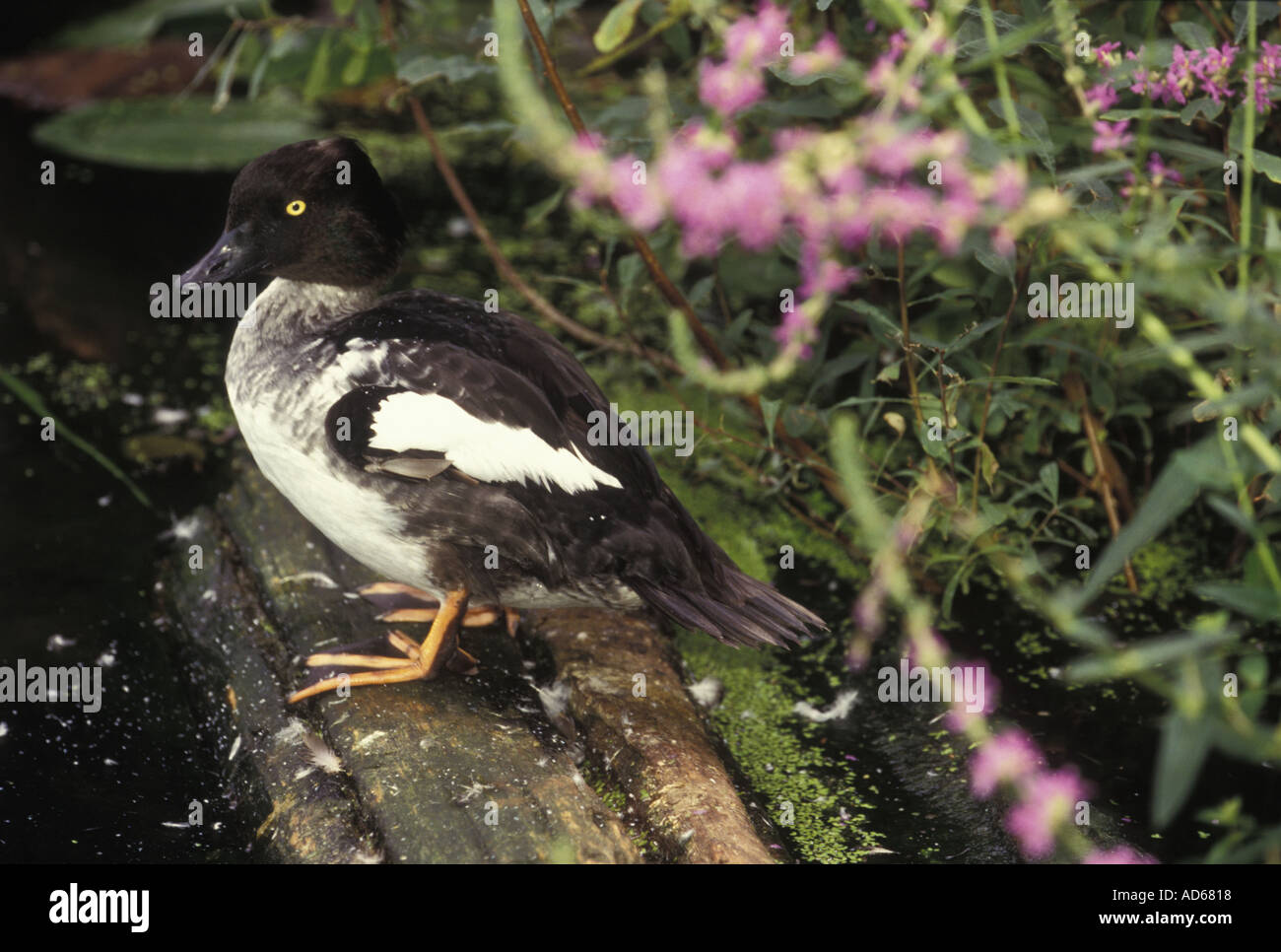Male goldeneye duck on log on shore of pond Stock Photo - Alamy