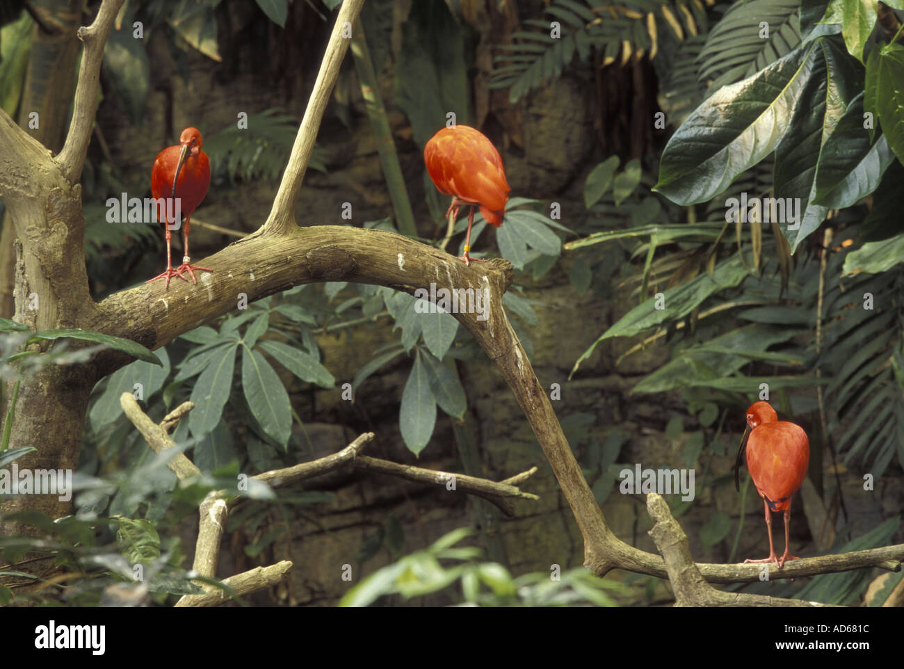 Scarlet Ibis in a tree, tropical forest habitat, Montreal Biodome Stock ...