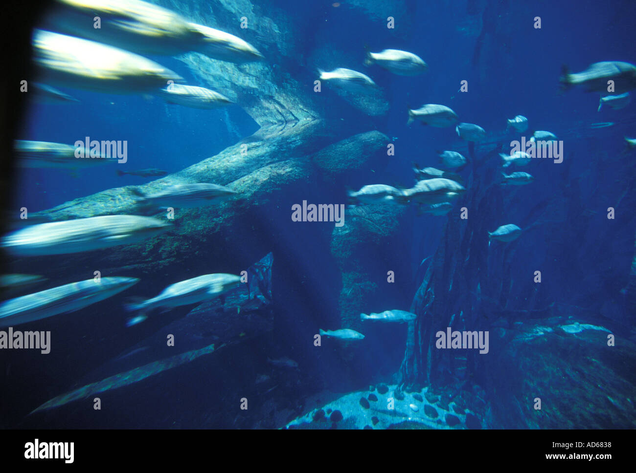 underwater shot of fish Stock Photo - Alamy