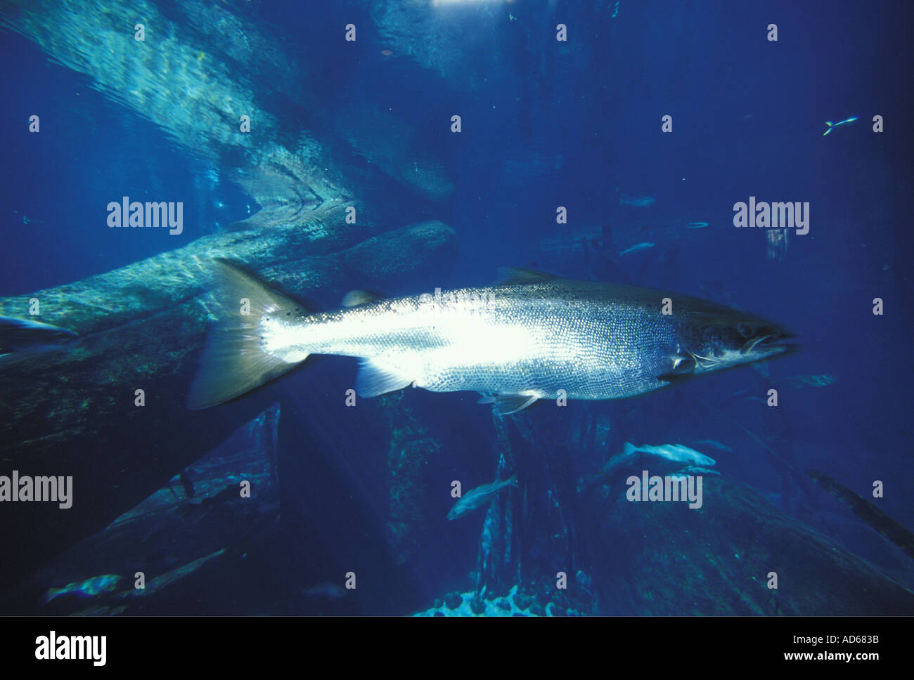 Underwater salmon shot hi-res stock photography and images - Alamy