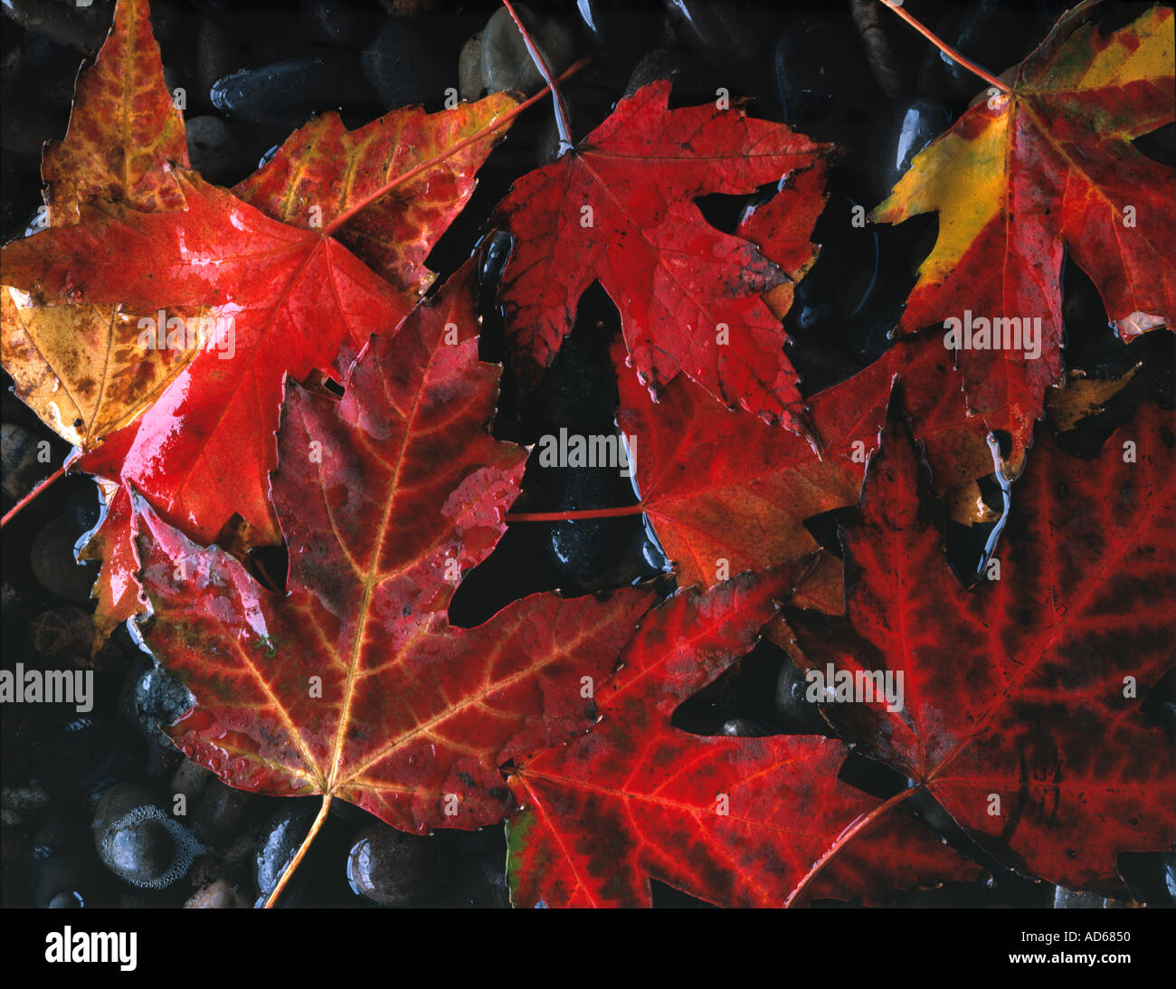 Maple leaf lying on stones Stock Photo - Alamy