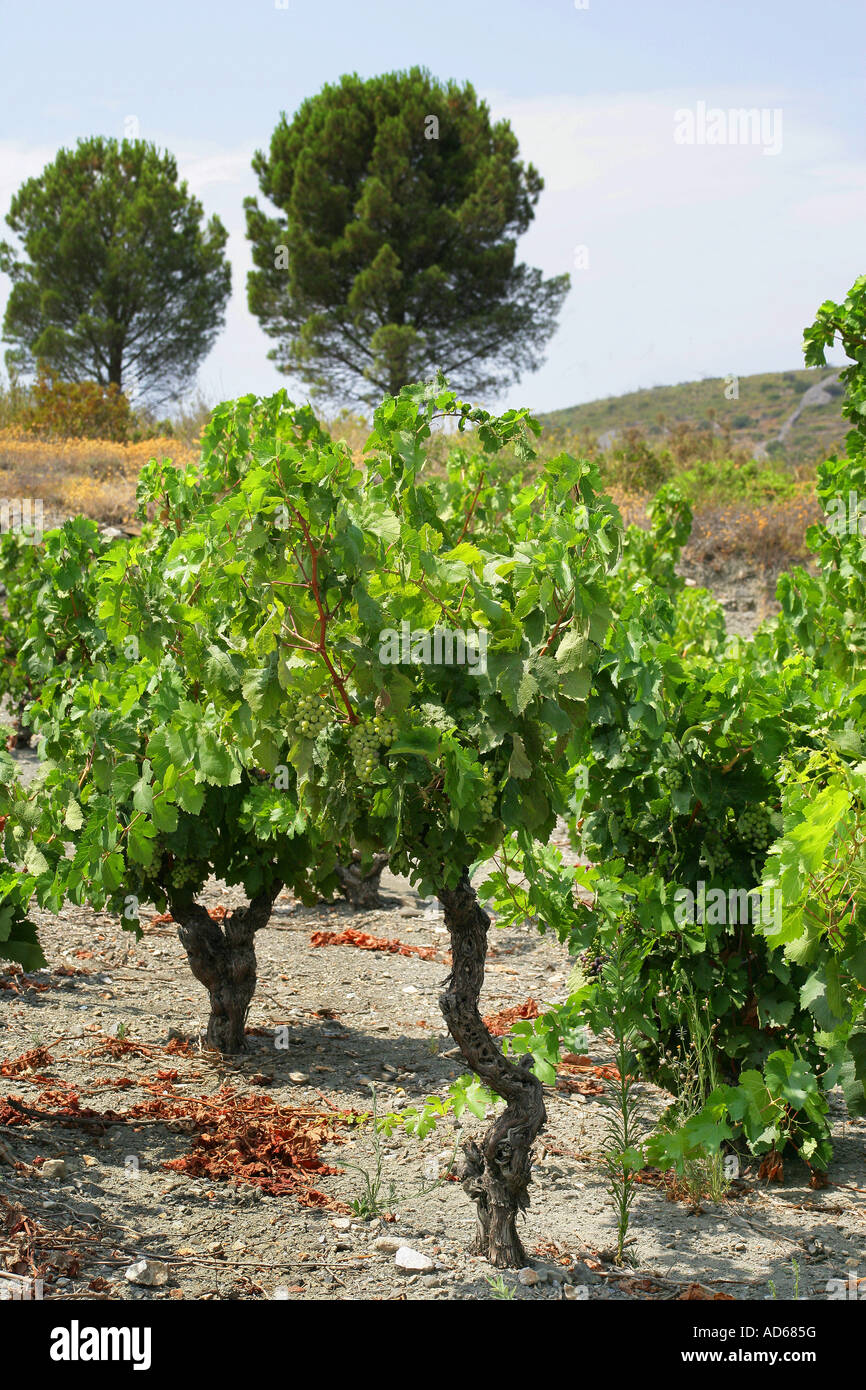 vine stocks and grape Stock Photo - Alamy
