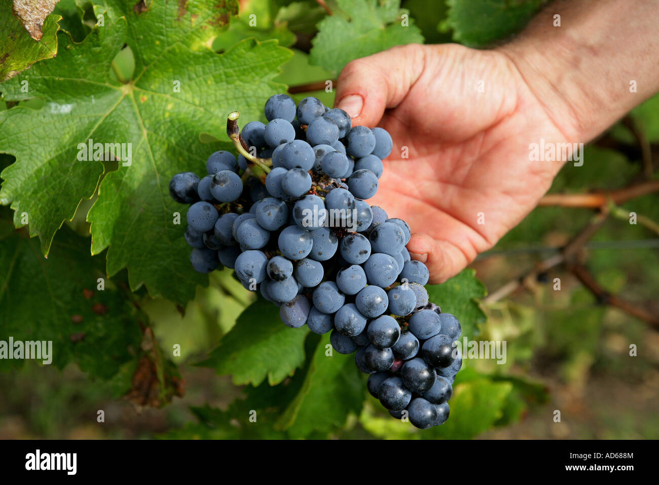 grape and man's hand Stock Photo - Alamy