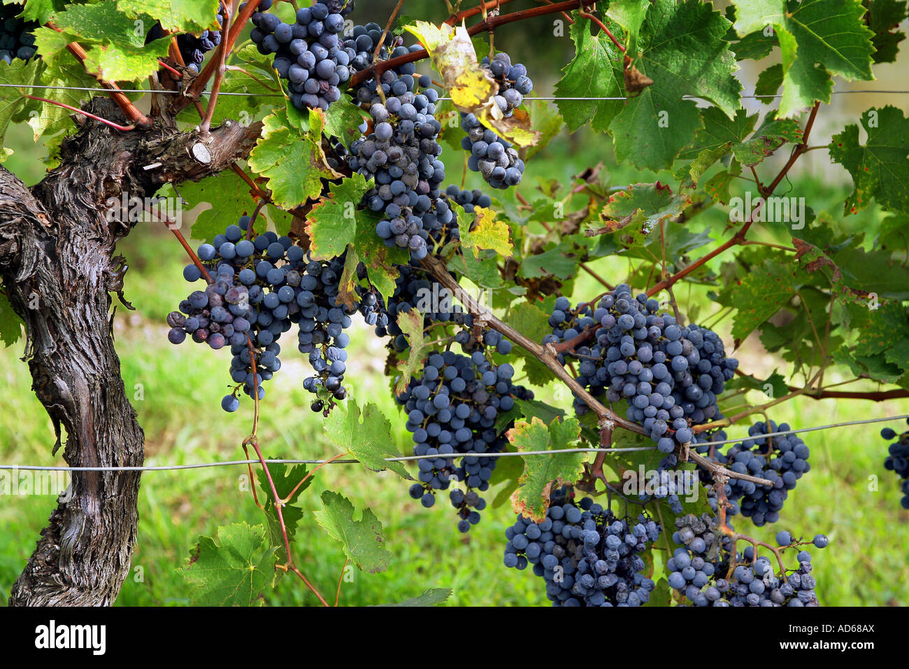 vine stocks and grape Stock Photo - Alamy