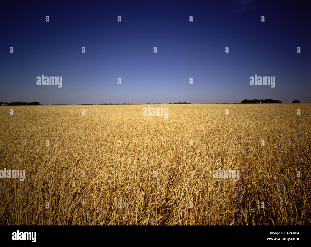 Wheat field in manitoba hi-res stock photography and images - Alamy