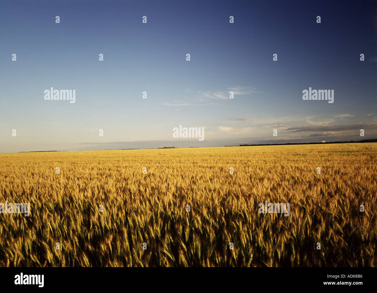 Wheat field in manitoba hi-res stock photography and images - Alamy