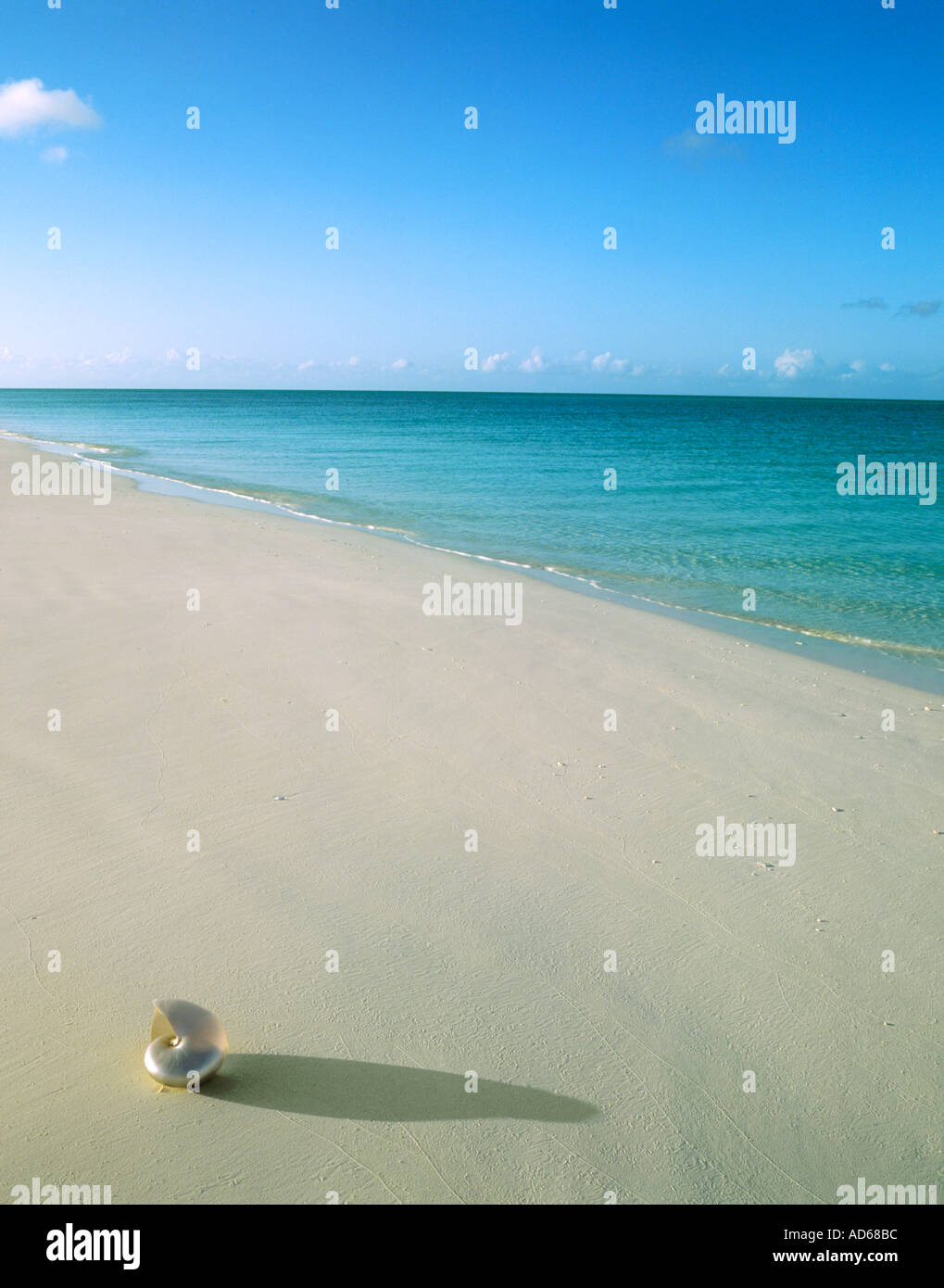 Nautilus shell lying on the beach Turks and Caicos Islands Stock Photo ...