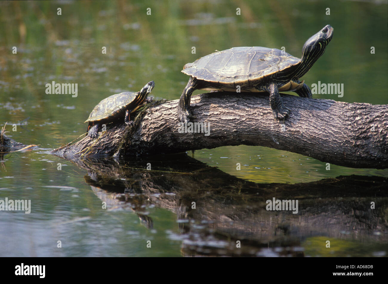 Painted turtles basking on a log Stock Photo - Alamy
