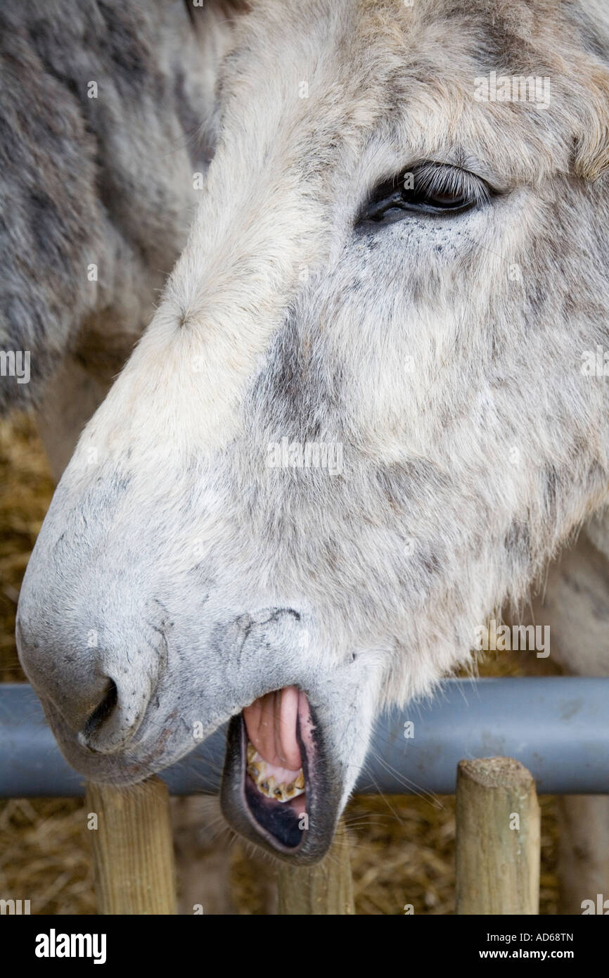 Donkey mouth open hi-res stock photography and images - Alamy