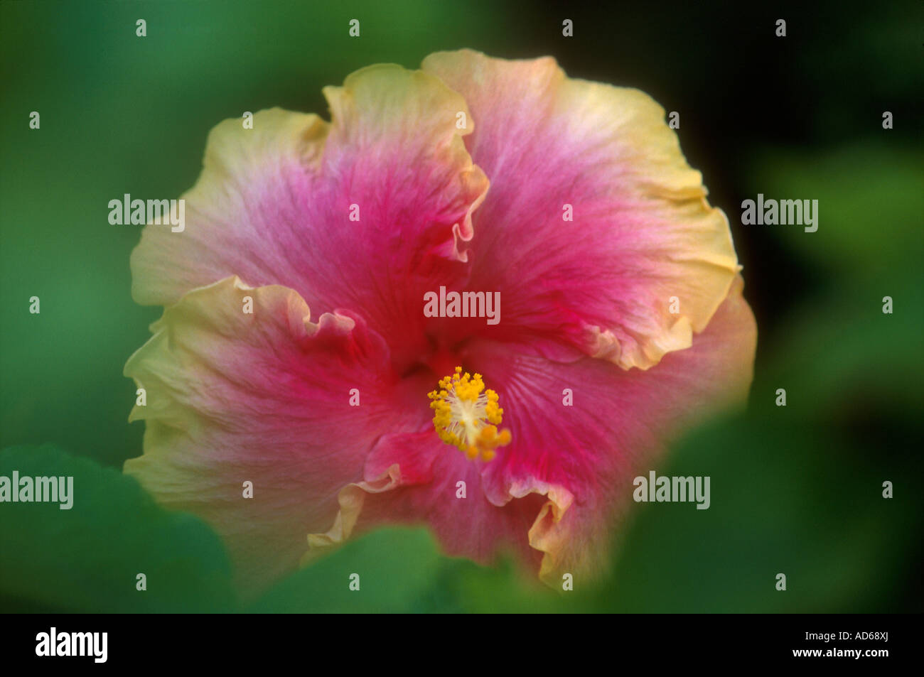 Hibiscus flower in garden Bermuda Stock Photo - Alamy