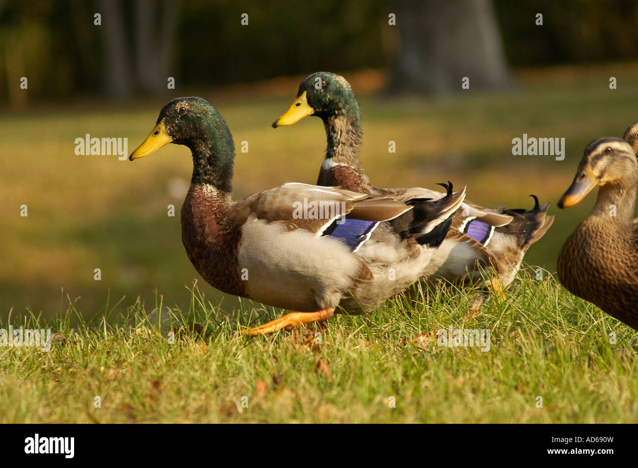 mallard ducks running through grass Stock Photo - Alamy