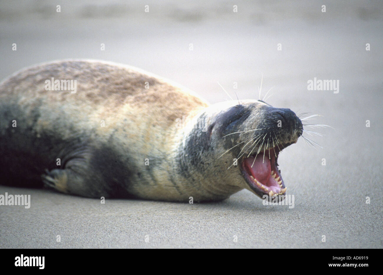 Laughing seal hi-res stock photography and images - Alamy