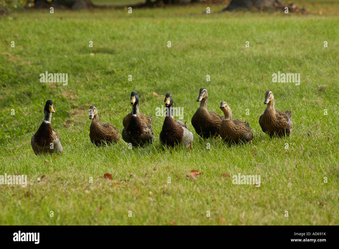 mallard ducks walking in a row Stock Photo - Alamy