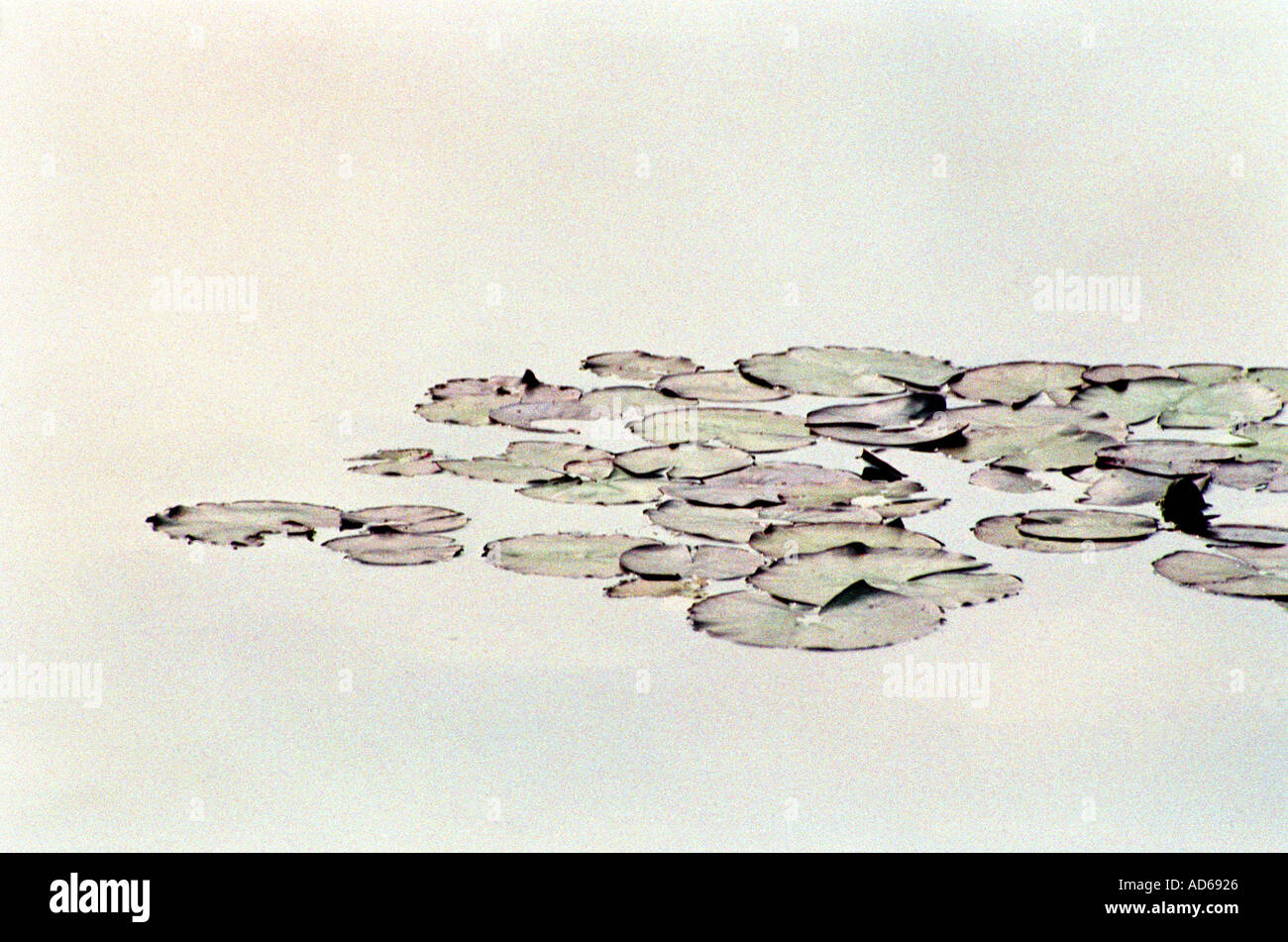 Floating lily pads Stock Photo - Alamy